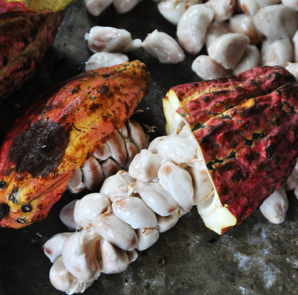 Il Cacao Criollo - San Lorenzo Enoteca Riccione